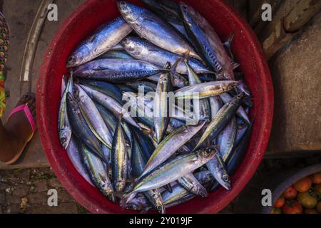 Small fish in a red bucket Stock Photo - Alamy