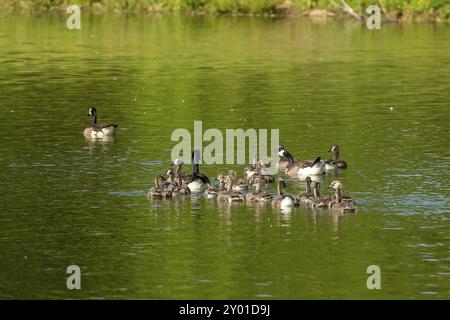 Natural scene from state conservation area in Wisconsin Stock Photo - Alamy