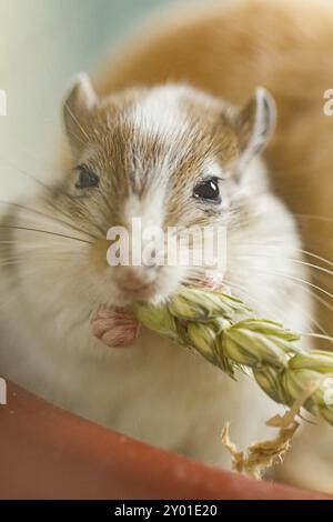 Mongolian gerbil (Meriones), gerbil, gerbil rat Stock Photo - Alamy