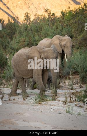 Two Desert-adapted elephants (Loxodonta africana) stroll in the ...