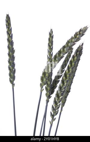 single wheat plants on a white background Stock Photo - Alamy
