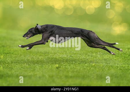 A greyhound lifted completely off the ground during the race Stock ...