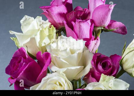 Closeup photo of magenta roses Stock Photo - Alamy