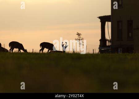 The silhouettes of white-tailed deer are seen at Fort Hancock on Sandy ...