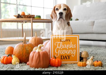 Cute Beagle dog with pumpkins and card for Thanksgiving Day at home ...