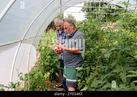 Mature man gardener picking harvest of arugula to crate Stock Photo - Alamy