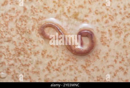 long and tiny red bathroom worm on the wet ceramic tile floor Stock ...