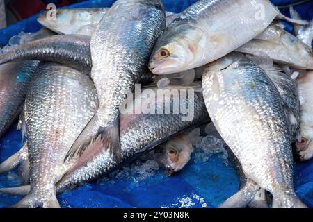 Ilish fish , Tenualosa ilisha or hilsa fish is a very popular and ...