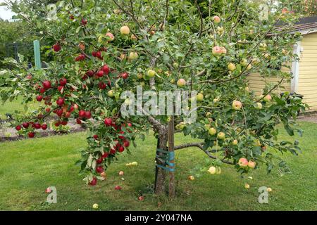 Different apple varieties are grafted onto the same apple tree Stock ...