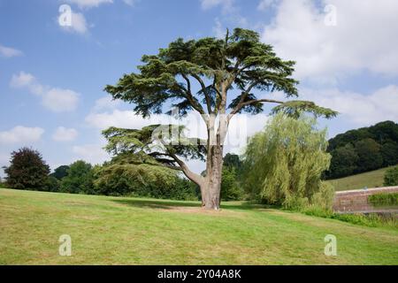 Large Yew tree in a country park Stock Photo - Alamy
