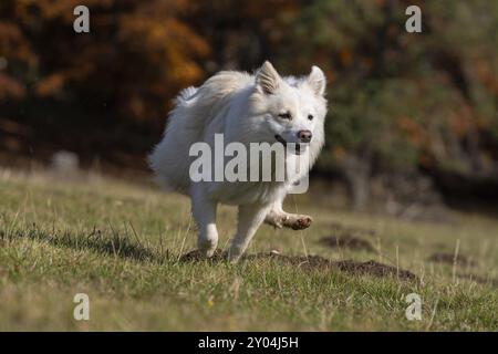 Racing Icelandic hound Stock Photo - Alamy