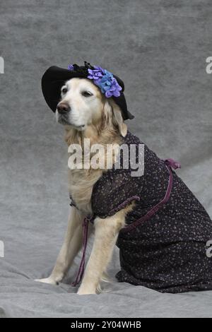 Labrador with flower hat and dress Stock Photo - Alamy