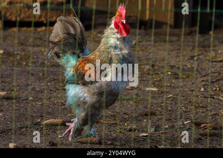 Gallus gallus domesticus Family Phasianidae Genus Gallus Chicken in ...
