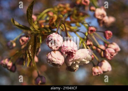 Cherry blossoms in the britzer garden in Berlin. In spring these ...