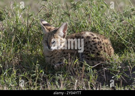 Young servals in front of their den Stock Photo - Alamy