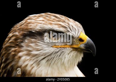 Royal rough-legged buzzard or king buzzard Stock Photo - Alamy