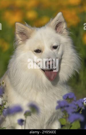 Icelandic dog, photographed in the flower beds of Stuttgart's ...
