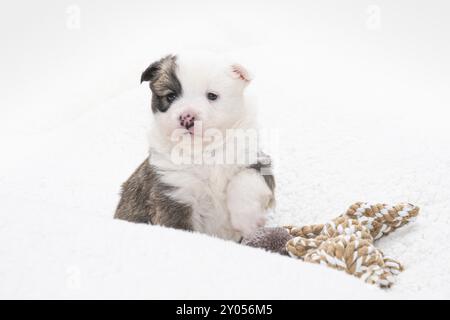 4 week old Icelandic puppy Stock Photo - Alamy