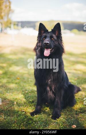 Old german shepherd dog Stock Photo - Alamy