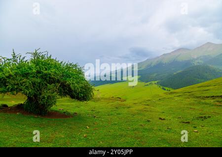 tree with red berries in Tian-Shan mountains at rainy summer day Stock ...