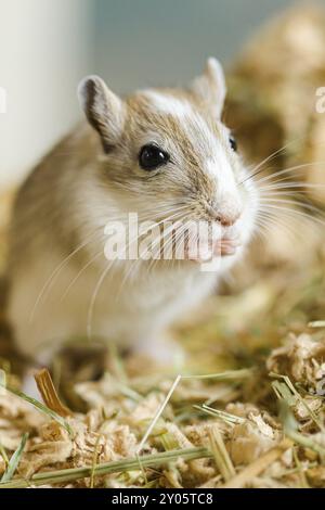 Mongolian gerbil (Meriones) in the terrarium Stock Photo - Alamy