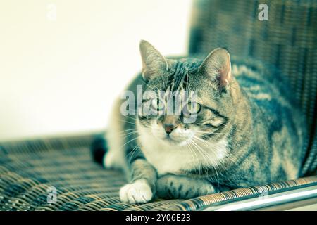 Fat house cat on chair Stock Photo - Alamy