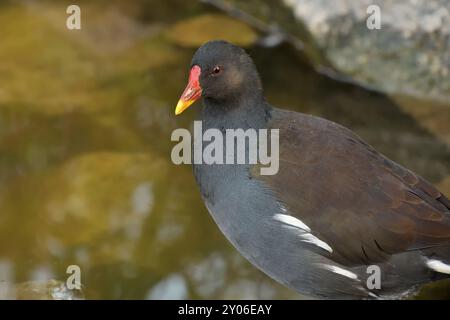 A young common moorhen looking for food on a pond, sunny day in summer ...