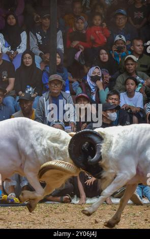 THE ART OF RAM FIGHTING AGILITY People watch a traditional ram fighting ...