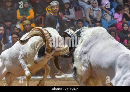 THE ART OF RAM FIGHTING AGILITY Two rams duel during a traditional ram ...