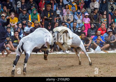 THE ART OF RAM FIGHTING AGILITY People watch a traditional ram fighting ...