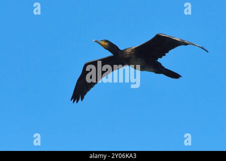 The high-angle view of the Cormorant flying over the blue water Stock ...