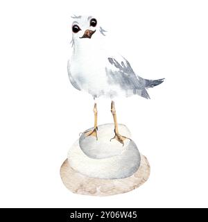 Watercolor seagull illustration with flying and standing coastal birds ...