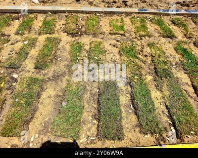 Transplanted Sod, Sod is the upper layer of turf that is harvested for ...
