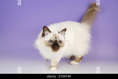 Chocolate Point Birman Kitten on a Lilac Background Stock Photo - Alamy