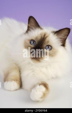 Chocolate Point Birman Kitten on a Lilac Background Stock Photo - Alamy