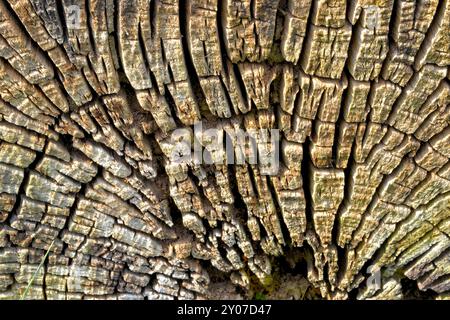 Heavily weathered wood with many cracks Stock Photo - Alamy