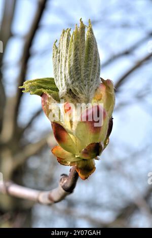 In spring, trees awaken, buds open, leaves appear Stock Photo - Alamy