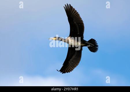 The high-angle view of the Cormorant flying over the blue water Stock ...