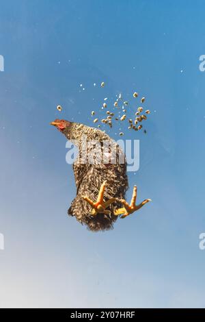 Low angle looking up at 2 chickens feeding Stock Photo - Alamy