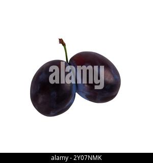 Pair of plums joined together as conjoined fruits set against ...