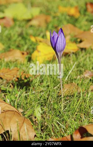 Closeup shot of autumn crocus blossoming in the beautiful forest Stock ...