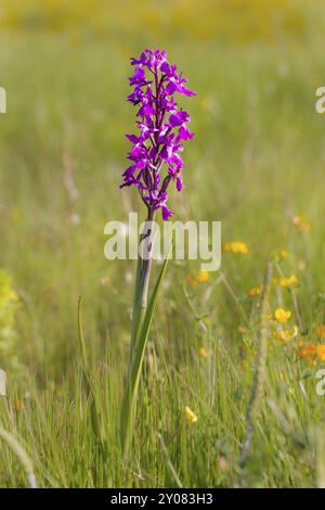 Robust orchid, Orchis palustris ssp. robusta, Orchis robusta Stock ...
