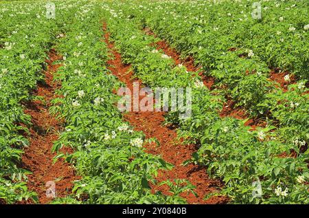 potato field - potato field 02 Stock Photo - Alamy