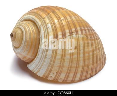 Tan Spiral Shell Cut Out on White Stock Photo - Alamy