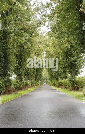 Old lime tree avenue in the Uckermark, East Germany Stock Photo - Alamy