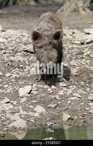 domestic pig, wallow, domestic pigs, wallows Stock Photo - Alamy