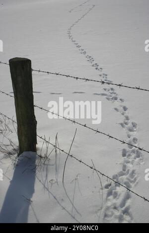 Hare tracks in the snow. Traces of a hare in the field go to the forest ...