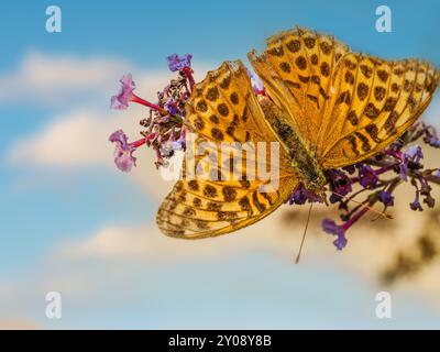 A macro shot of a yellow Silver-washed fritillary butterfly with black ...