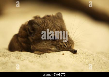 Short-eared trunked skipper Stock Photo - Alamy