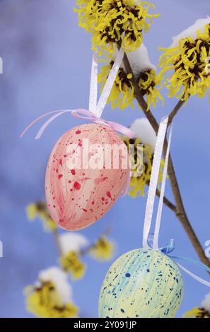 Blossoming witch hazel decorated for Easter, cropped, Germany, Easter ...